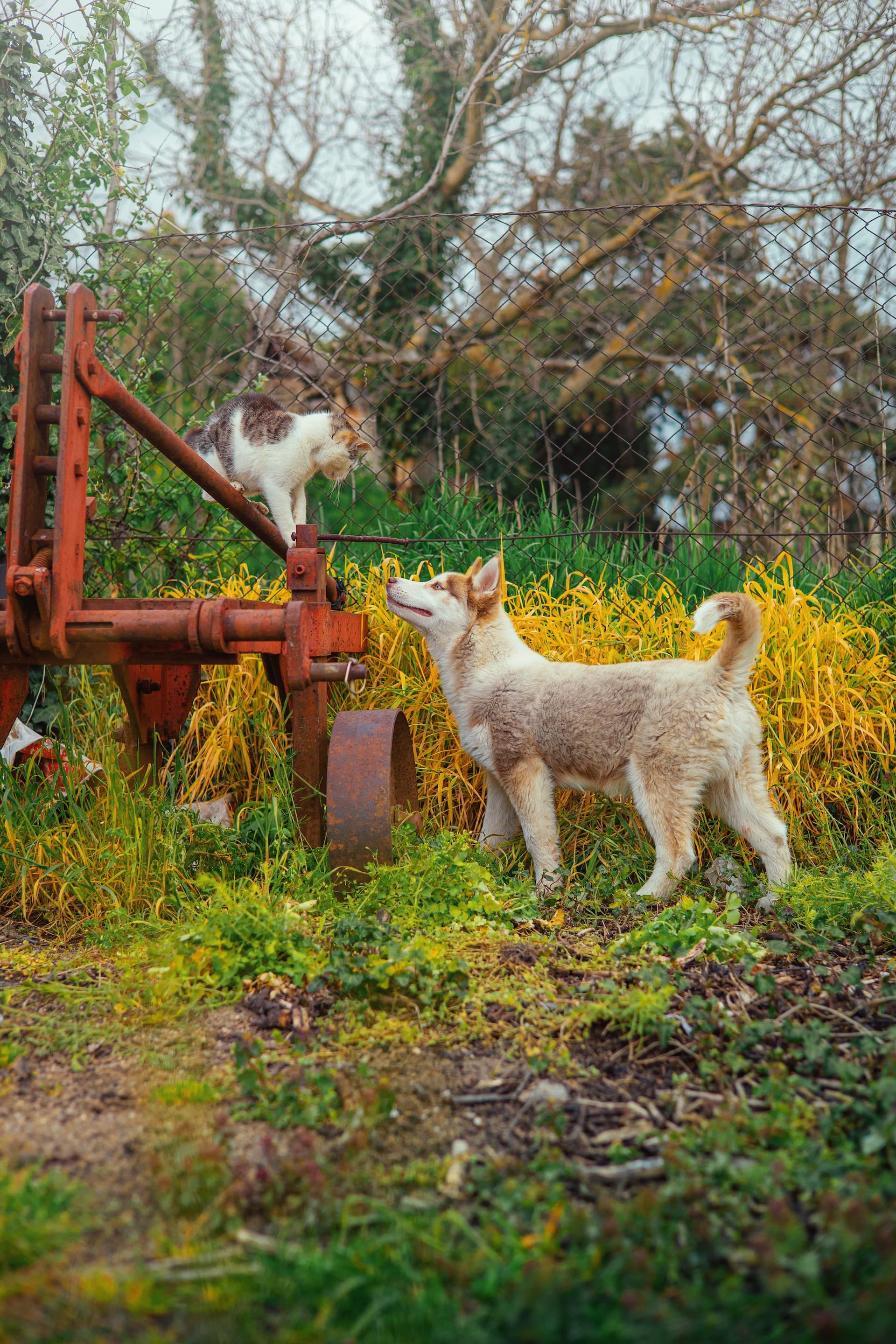 ImageSorter.io - A free tool for sorting and organizing your images